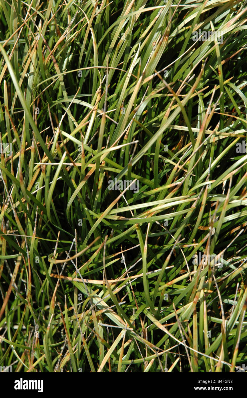 Bleached grasses hi-res stock photography and images - Alamy