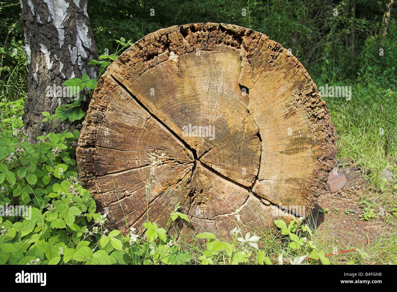 Oak Tree with Annual Rings victim of the forestry Stock Photo - Alamy