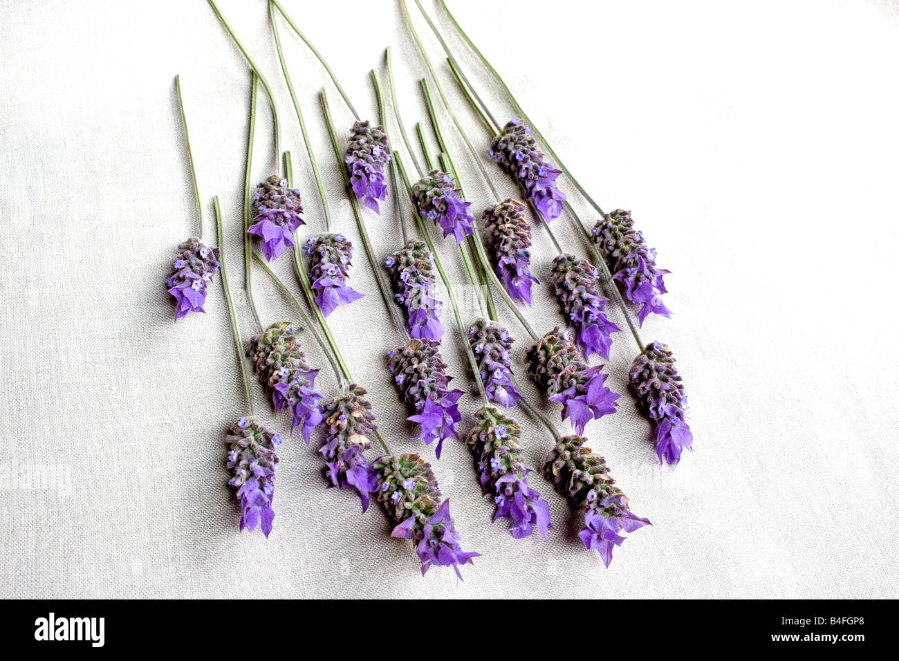 Lavender sprigs on white background Stock Photo - Alamy