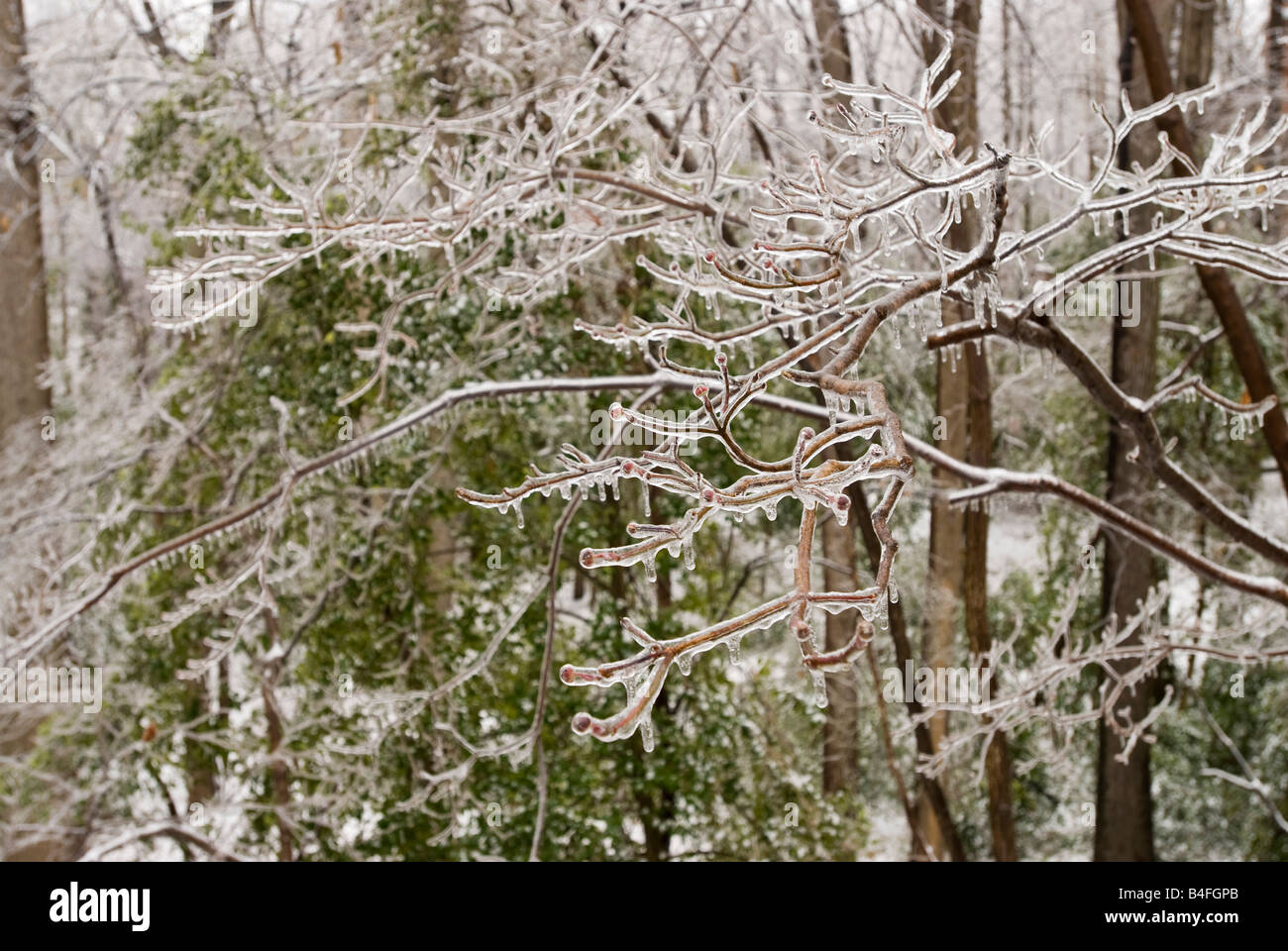 Tree limb hi-res stock photography and images - Alamy