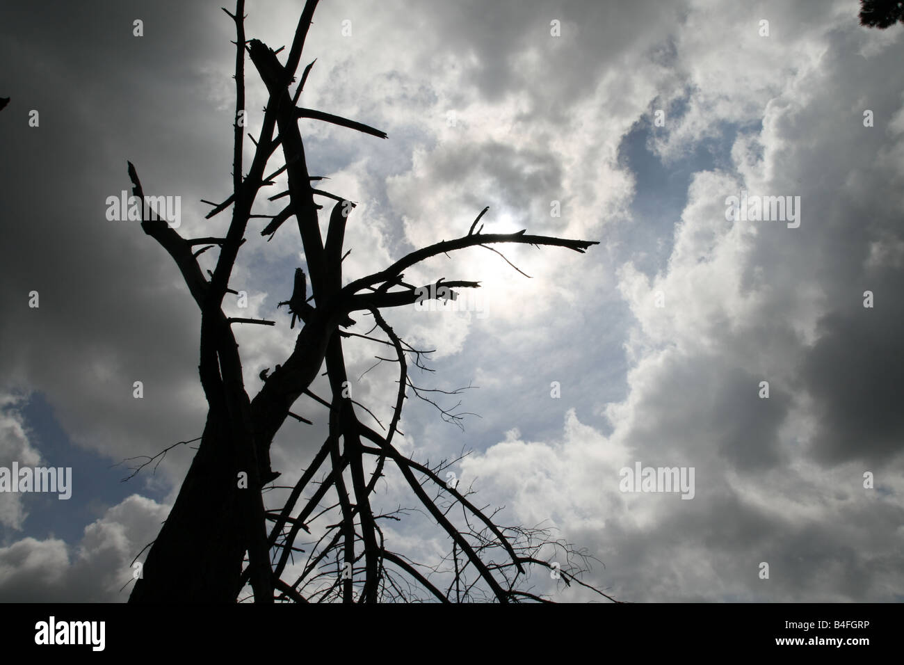 tree tops damaged in storm in woods in country Stock Photo - Alamy