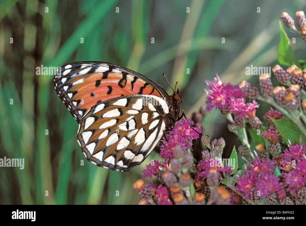 Regal fritillary butterfly hi-res stock photography and images - Alamy