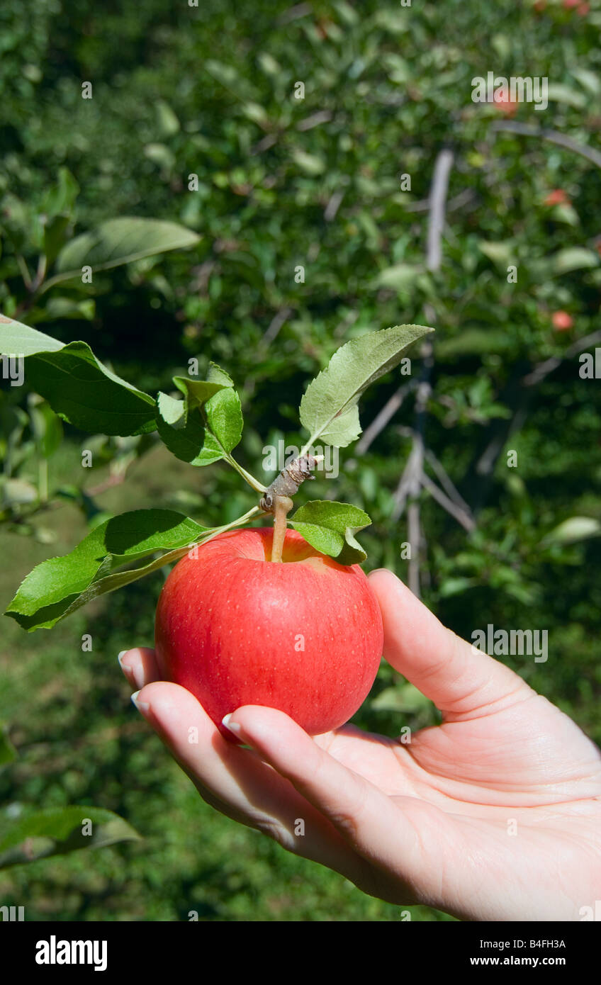 Macoun apple tree hi-res stock photography and images - Alamy