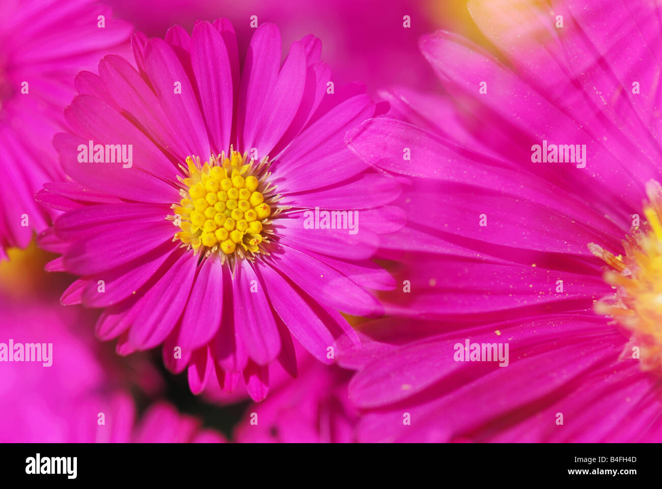 Gentle daisy hi-res stock photography and images - Alamy