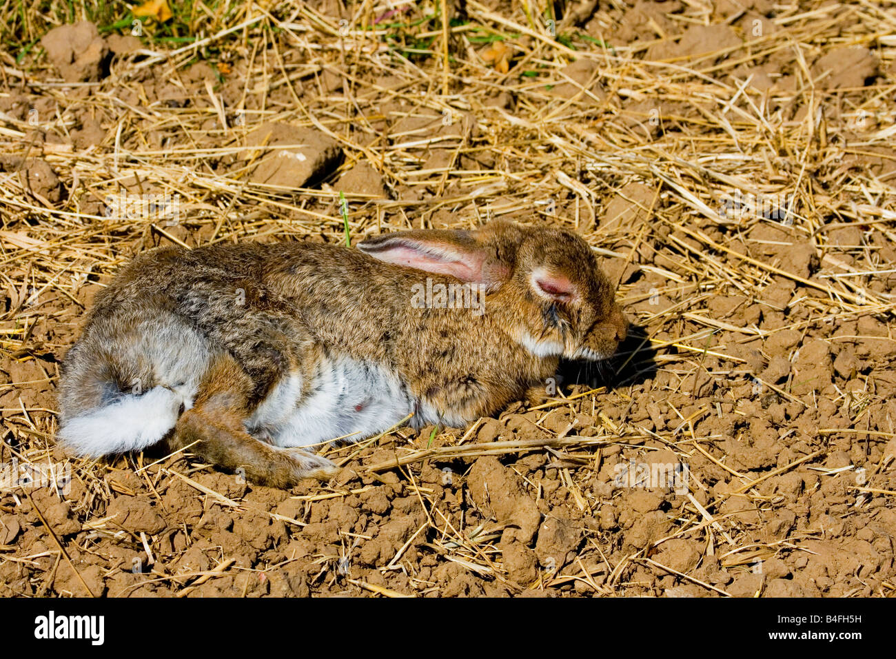 Myxomatosis hi-res stock photography and images - Alamy