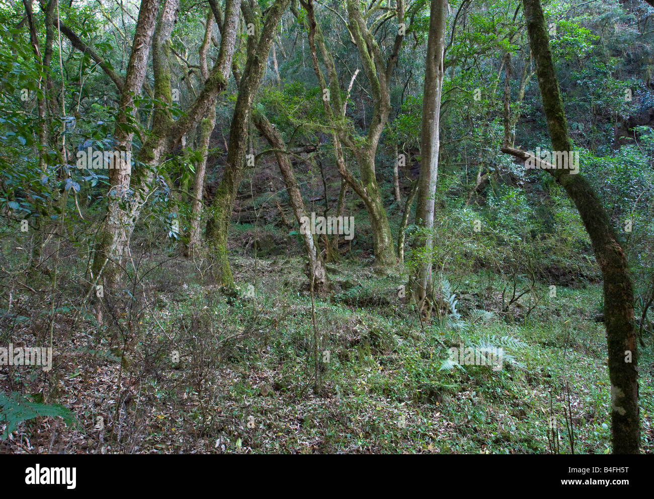 indigenous evergreen forest Stock Photo - Alamy