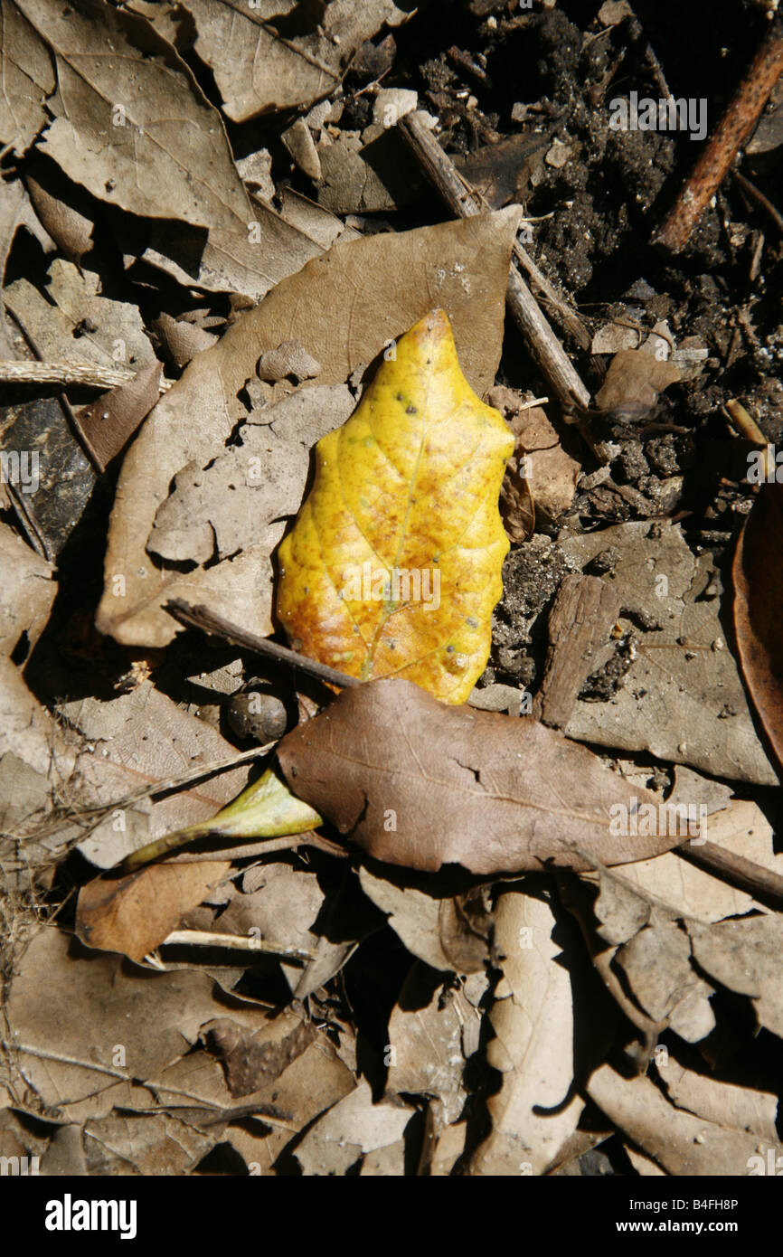 one single yellow fallen leaf on forest floor Stock Photo - Alamy