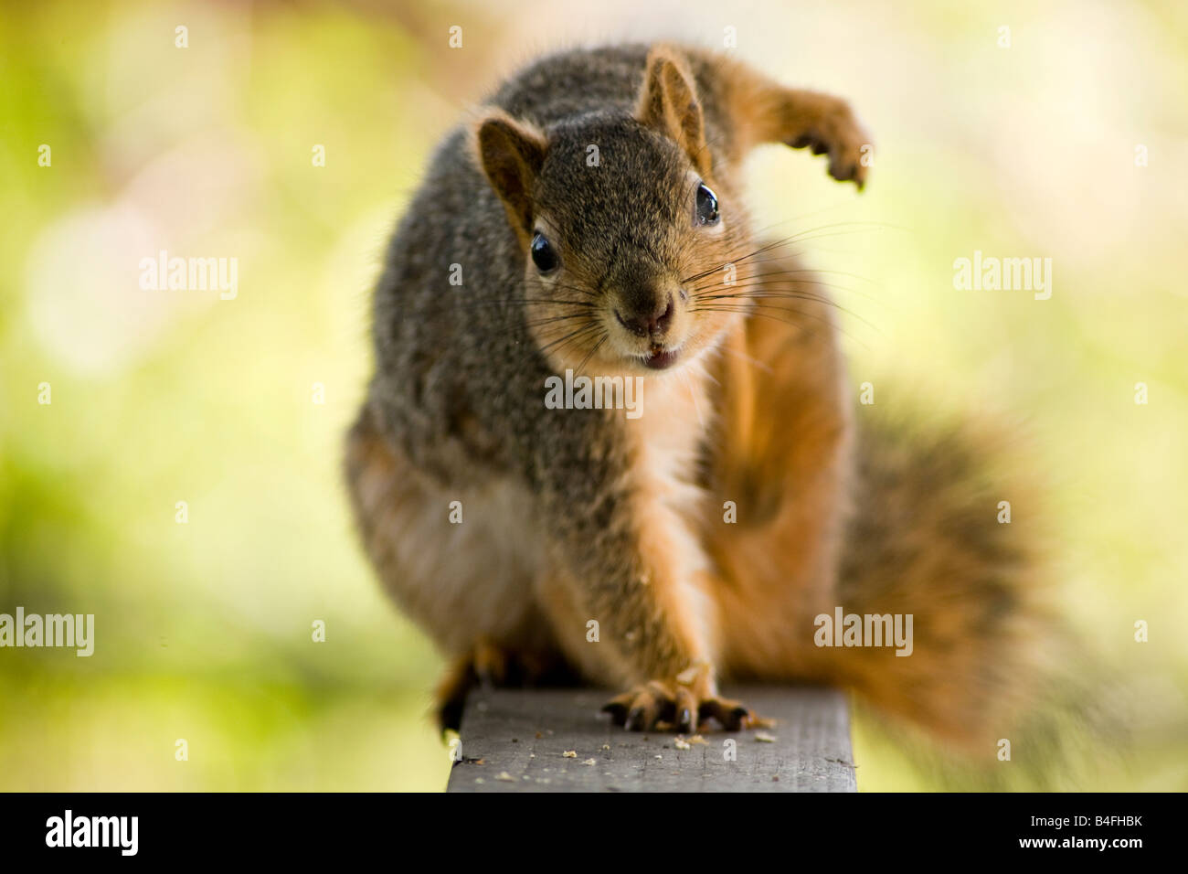 Fox tree squirrel Sciurus niger Stock Photo - Alamy