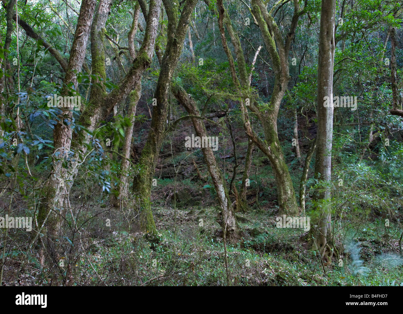indigenous evergreen forest Stock Photo - Alamy