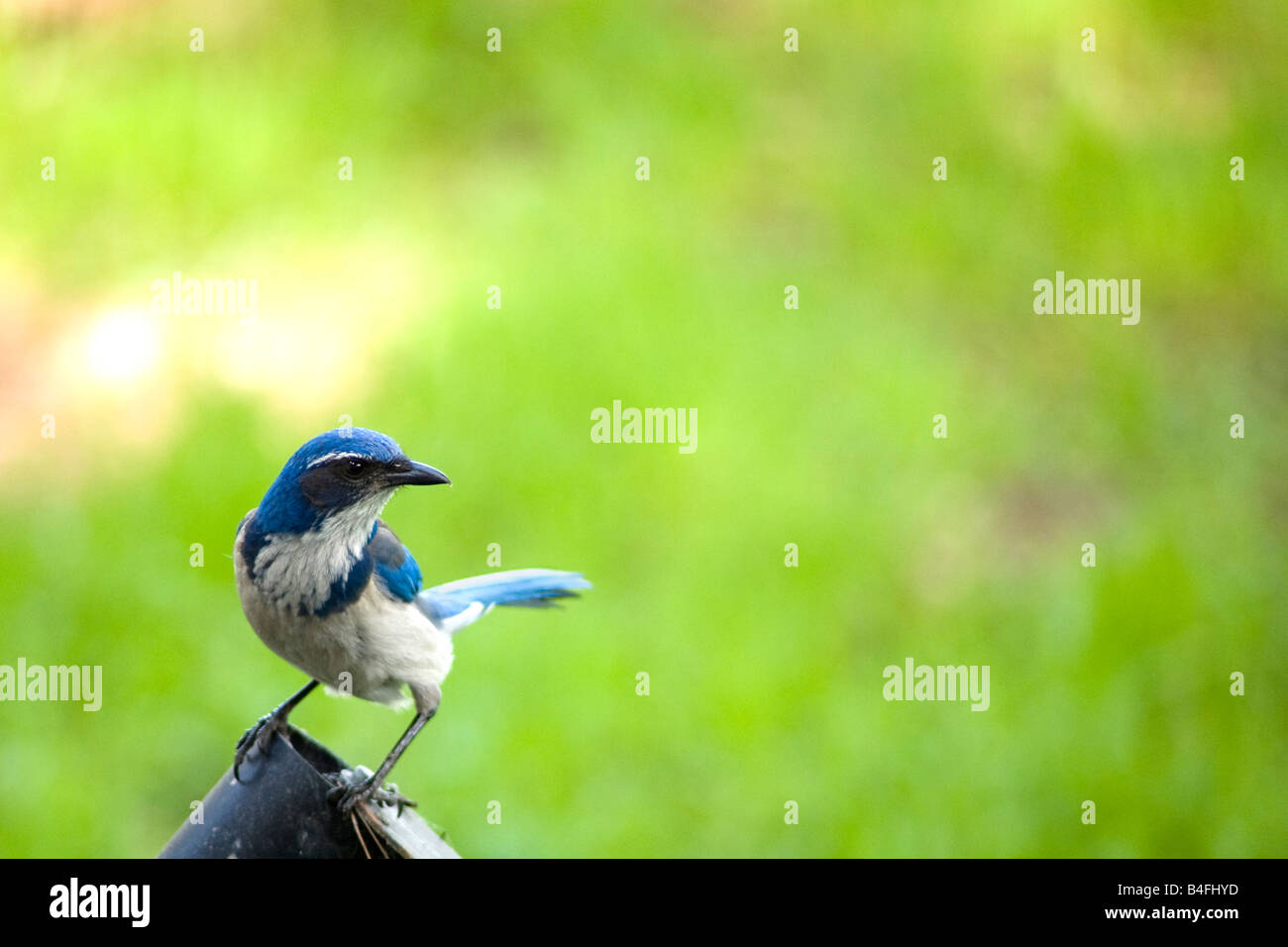 Scrub Jay Aphelocoma coerulescens Stock Photo - Alamy