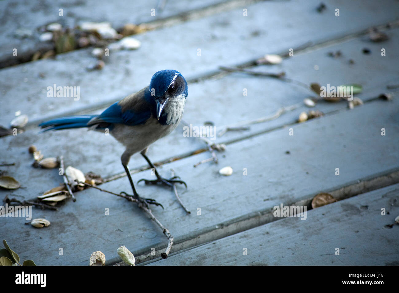 Scrub Jay Aphelocoma coerulescens Stock Photo - Alamy
