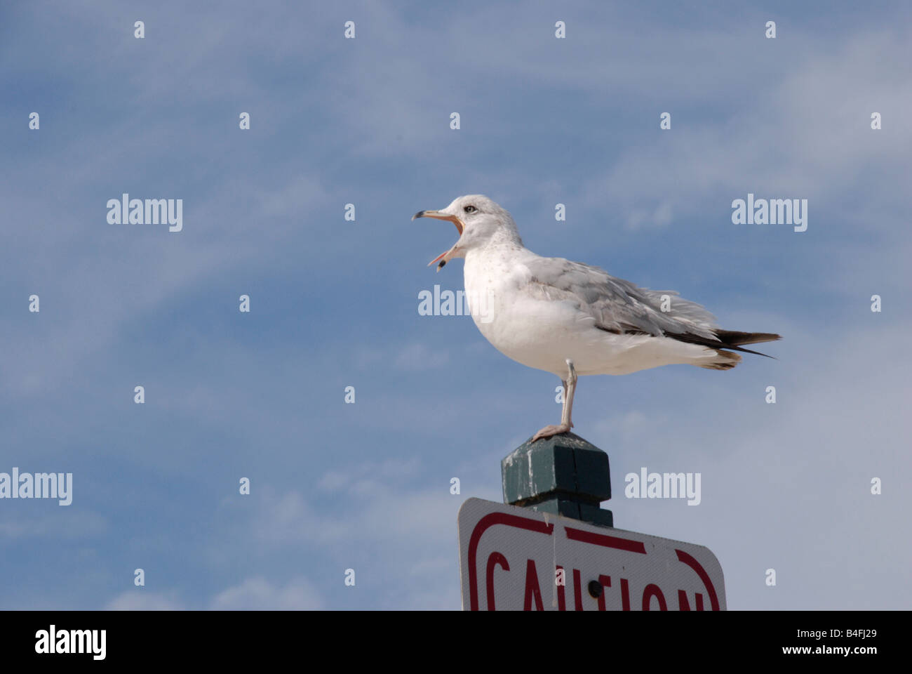 Seagull warning sign hi-res stock photography and images - Alamy