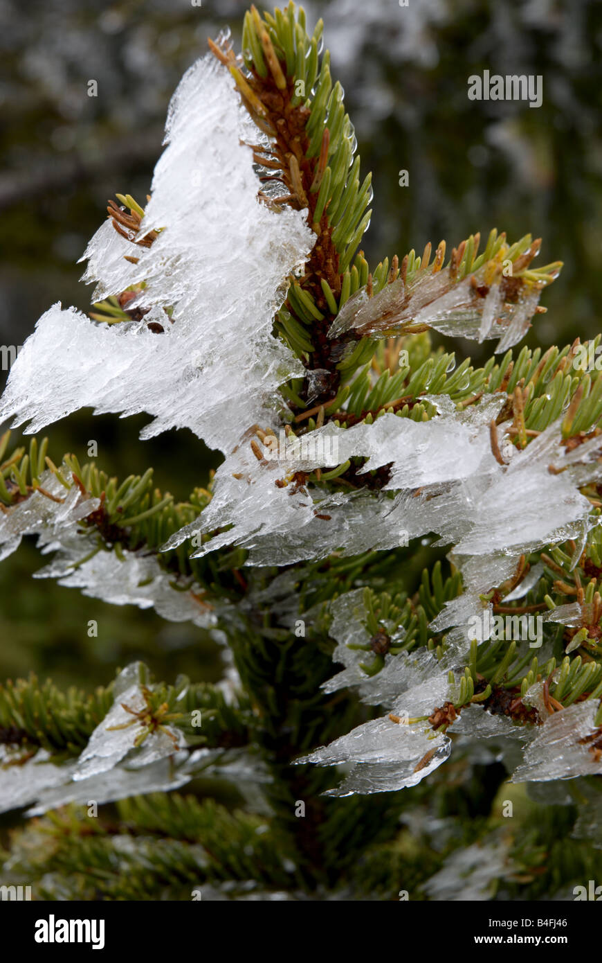 Snow and Ice formations on a tree Stock Photo - Alamy