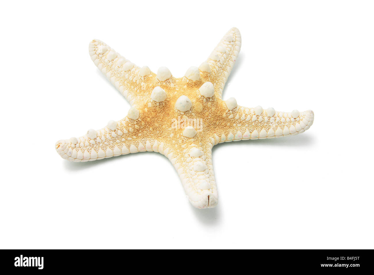 Invertebrrate hi-res stock photography and images - Alamy