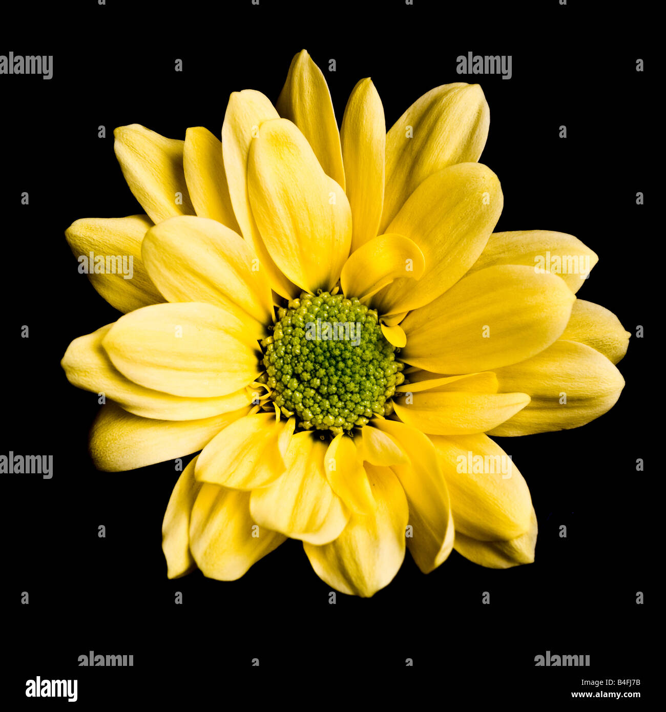 Yellow flower Stock Photo - Alamy
