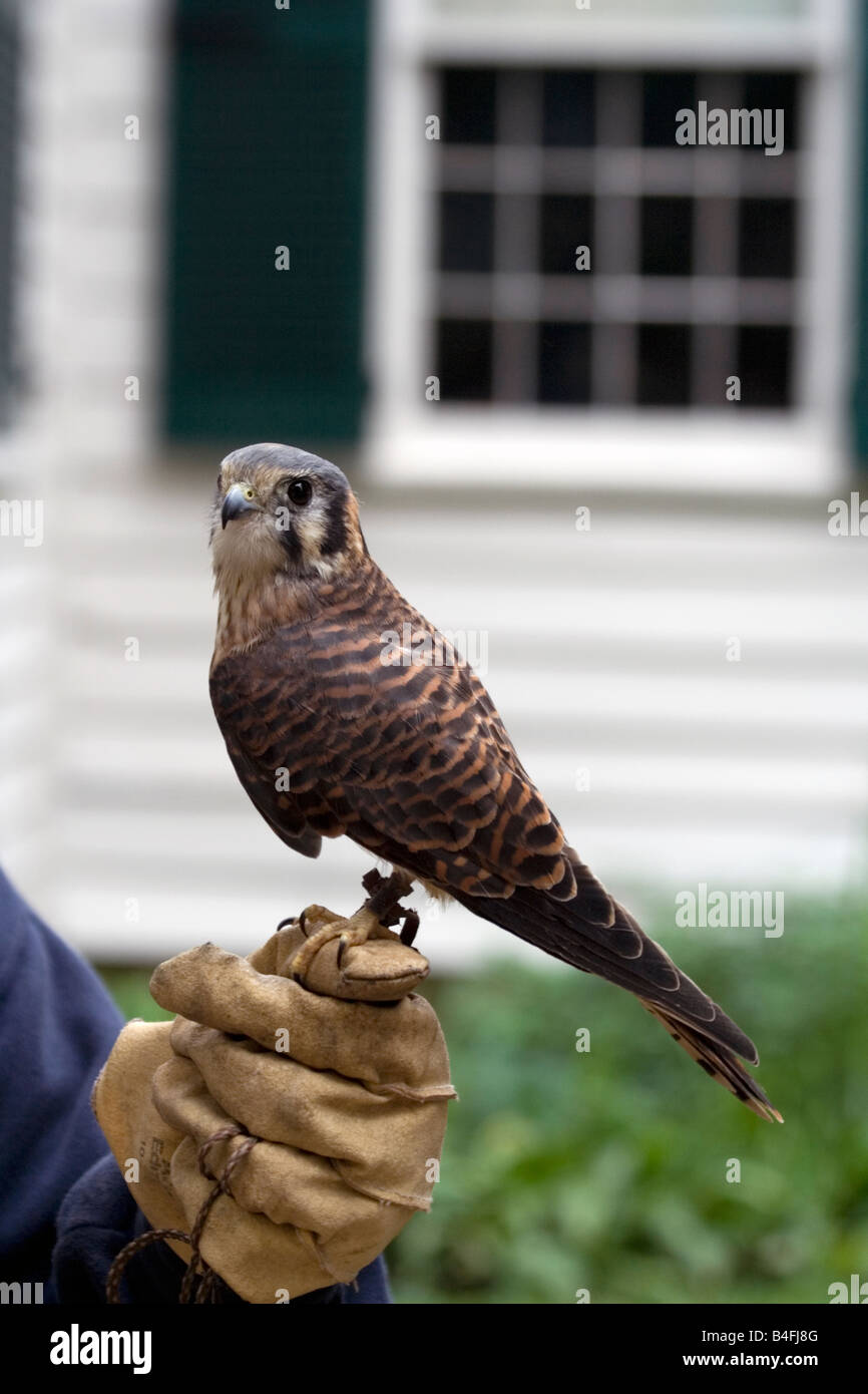 Sparrow Hawk Picture High Resolution Stock Photography and Images - Alamy