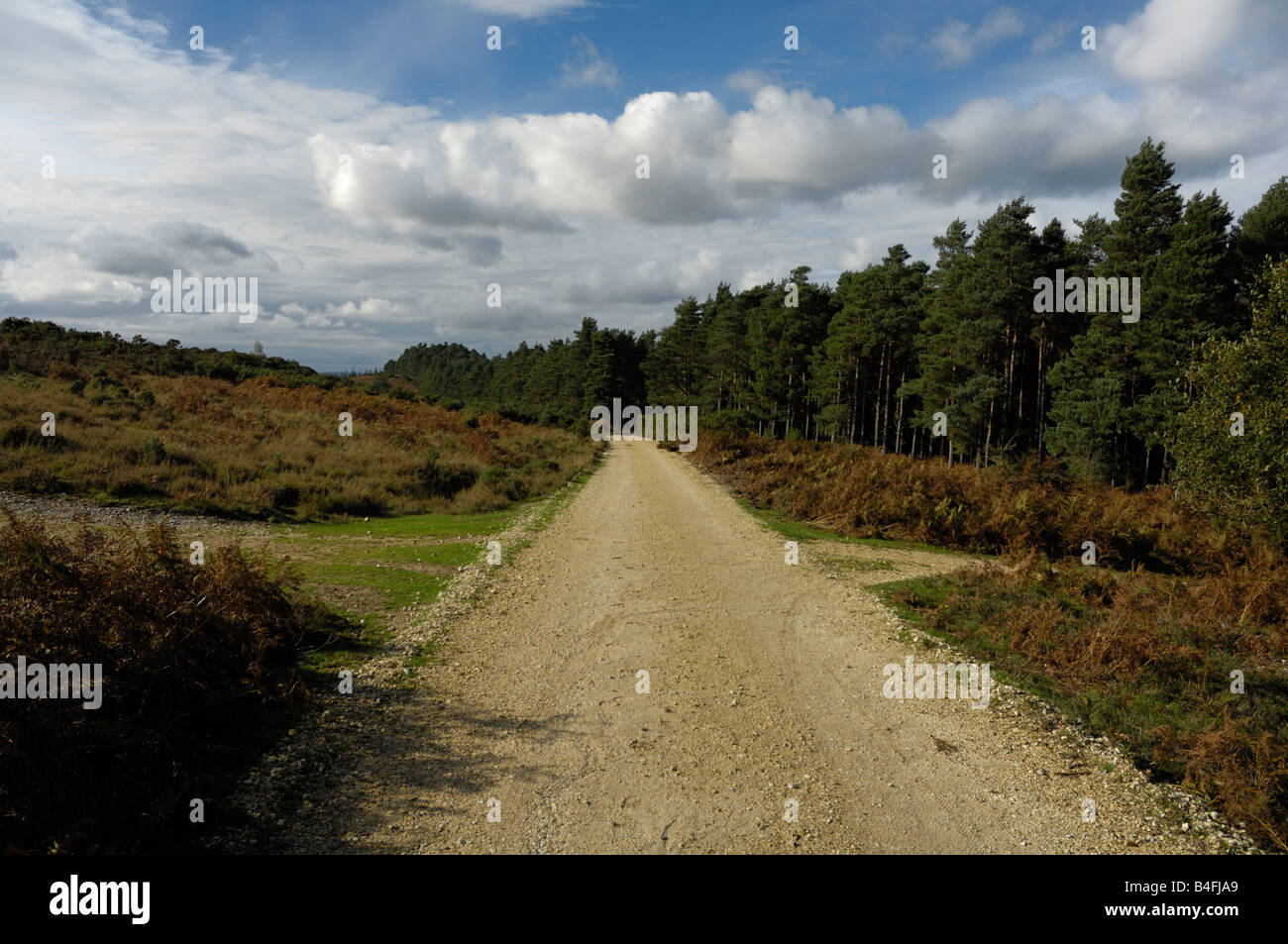 Track in New Forest landscape Stock Photo - Alamy