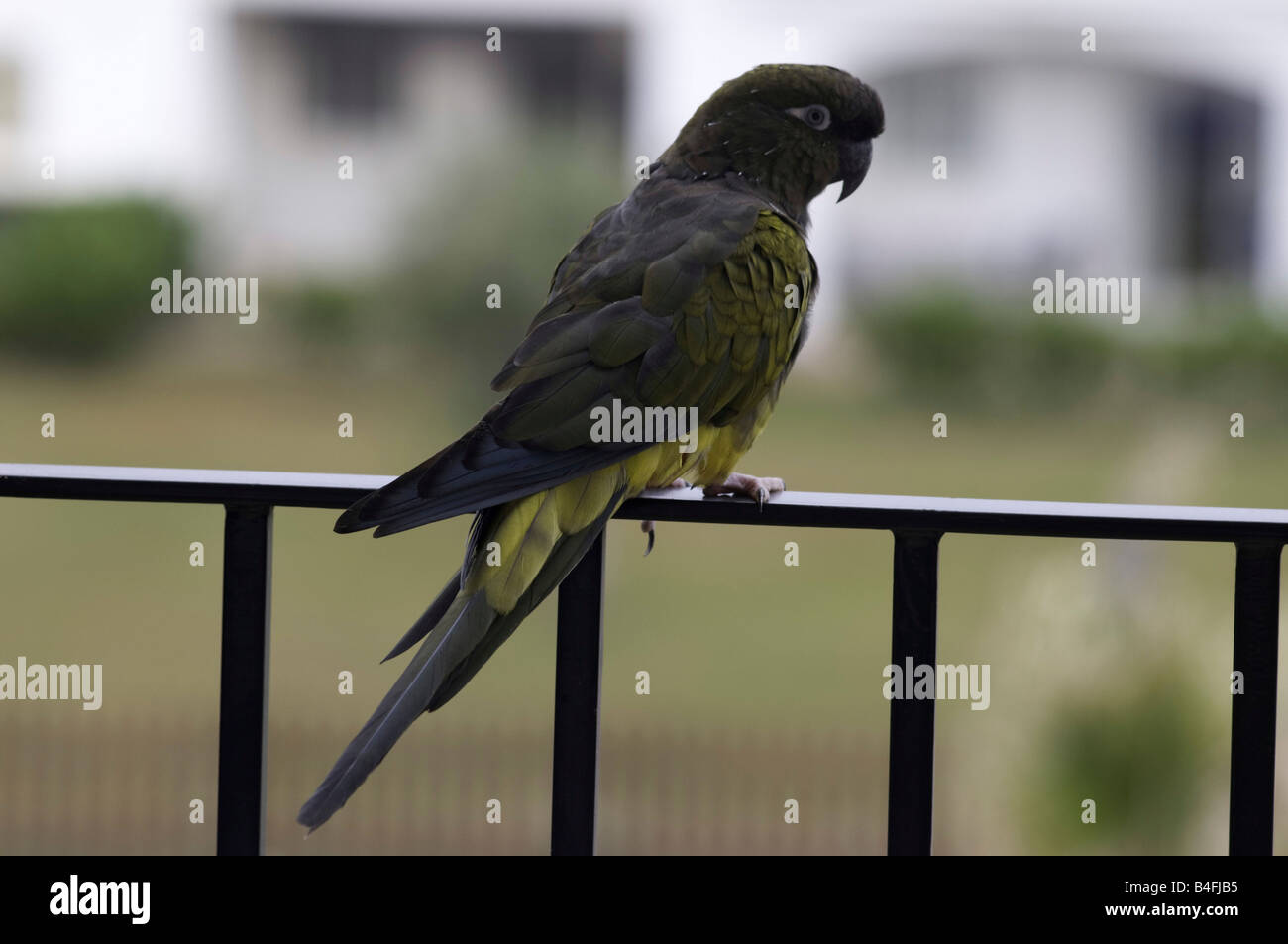 Resident Patagonian Conure Parrot (Burrowing Parrot) perched on a ...