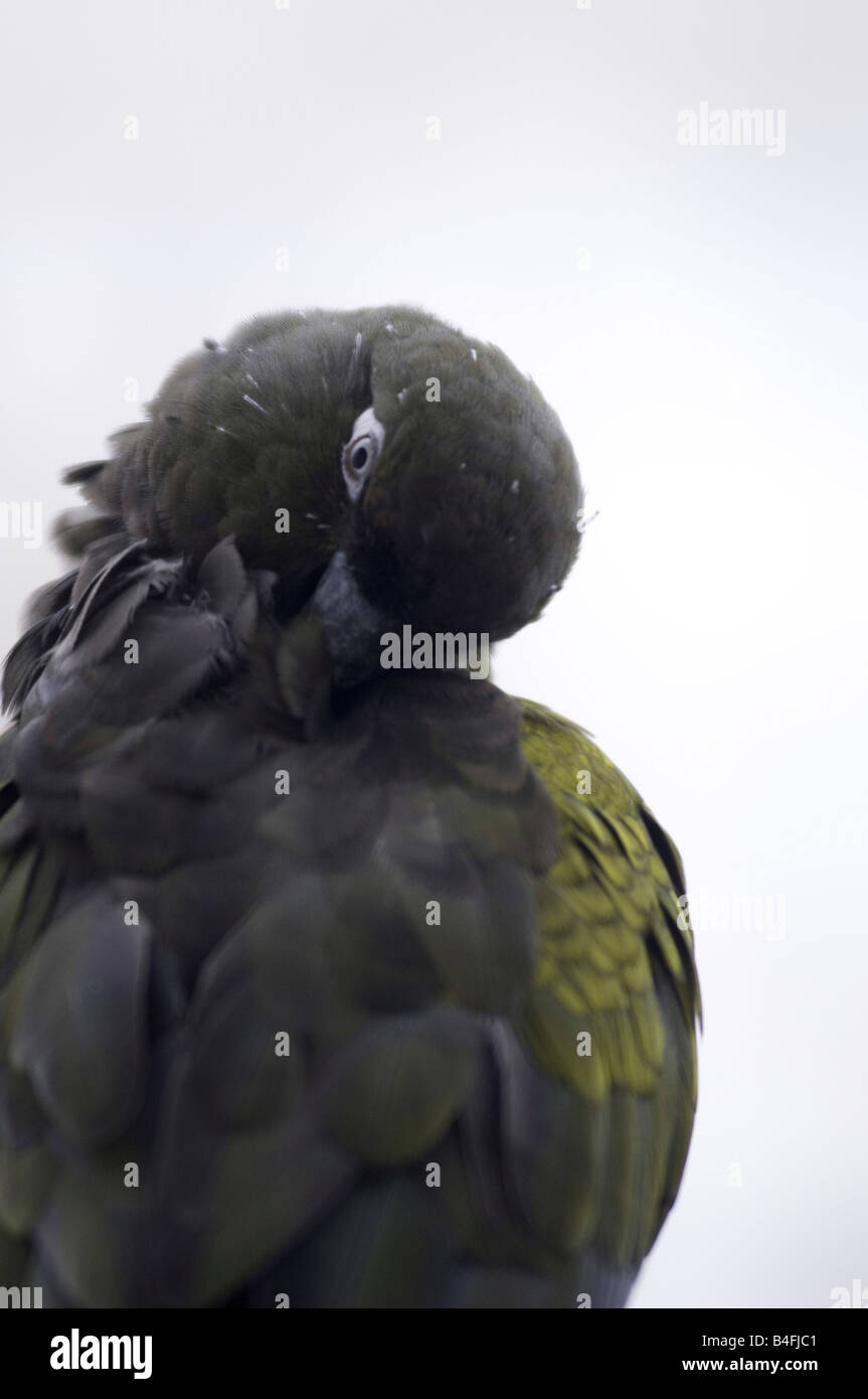 Resident Patagonian Conure Parrot (Burrowing Parrot) preenng his ...