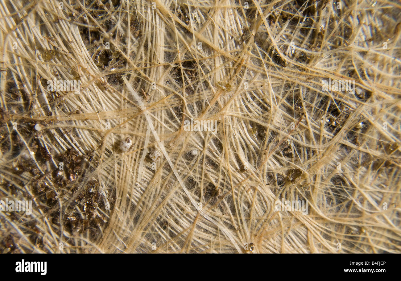 Wheat plant roots hi-res stock photography and images - Alamy