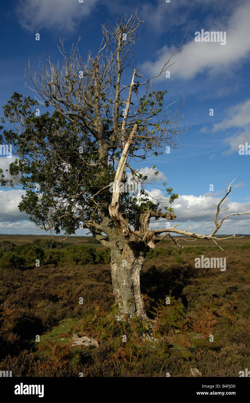 Isolated tree in New Forest landscape Stock Photo - Alamy