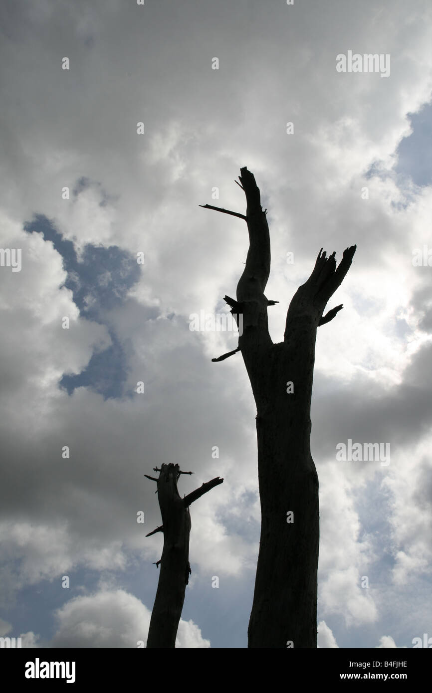tree top damaged in storm in woods in country Stock Photo - Alamy