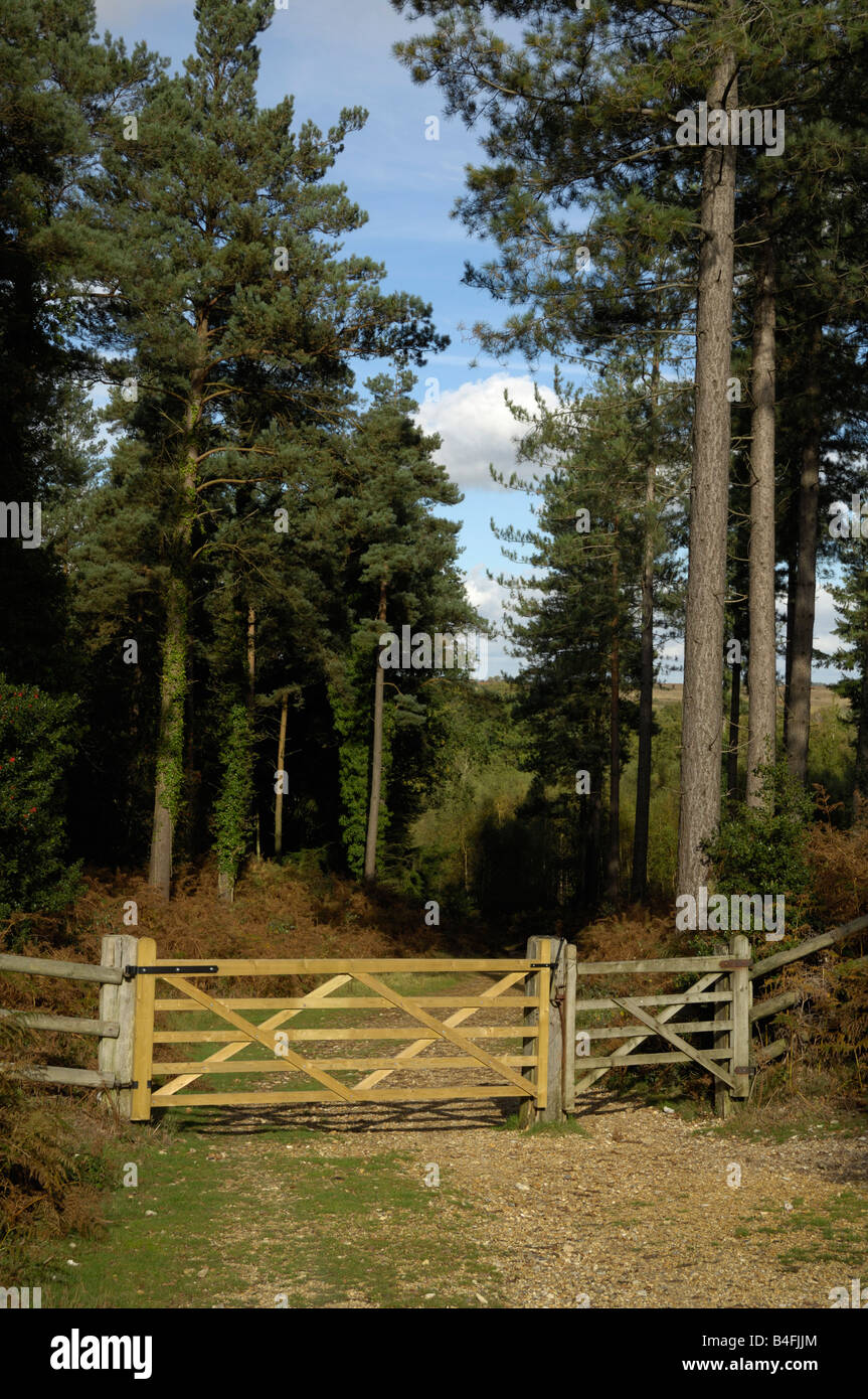 Gate leading into pine forest Stock Photo - Alamy