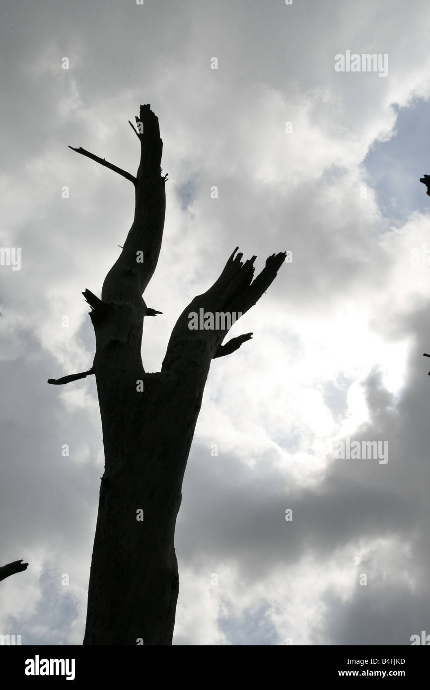 tree top damaged in storm in woods in country Stock Photo - Alamy