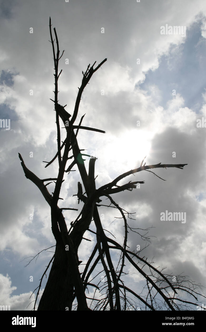 tree tops damaged in storm in woods in country Stock Photo - Alamy