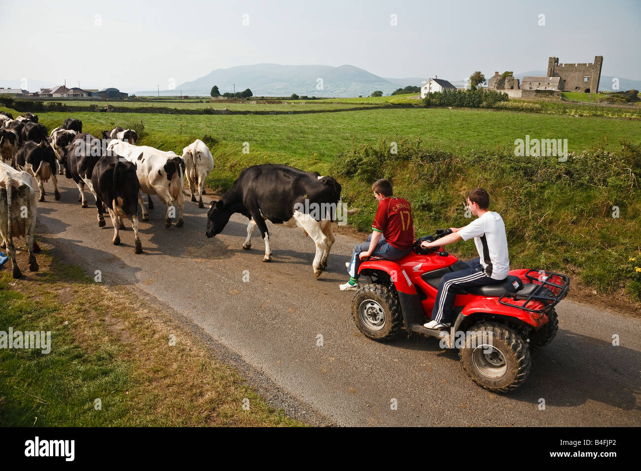 Driving cows to milking, Greencastle, near Kilkeel, County Down ...
