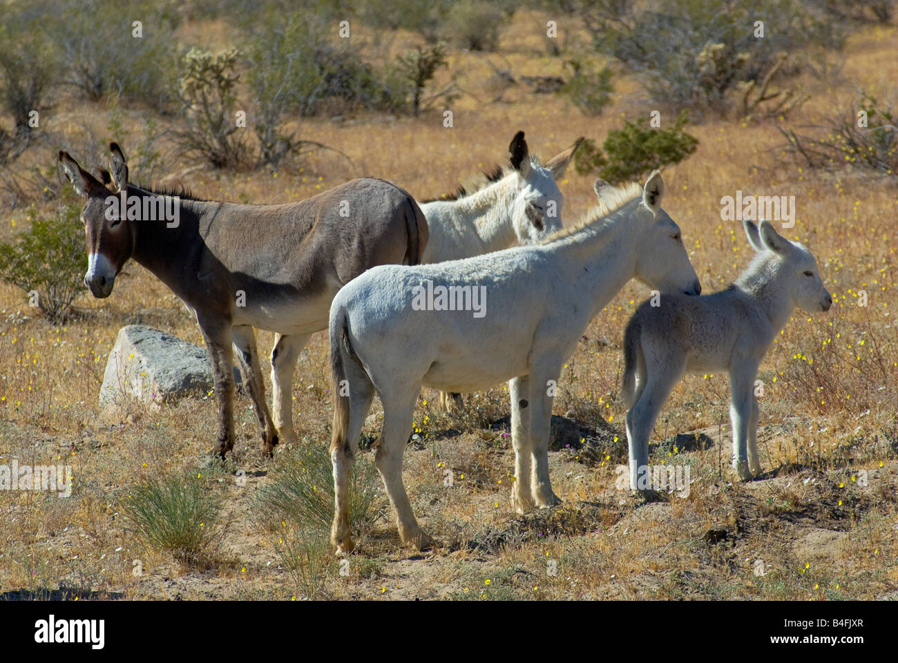 Burros donkeys females offsprings foals at Desierto Central Baja ...