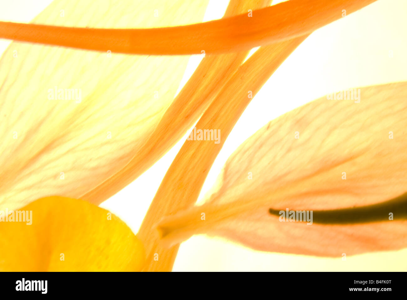 Flower dissection diagram hi-res stock photography and images - Alamy