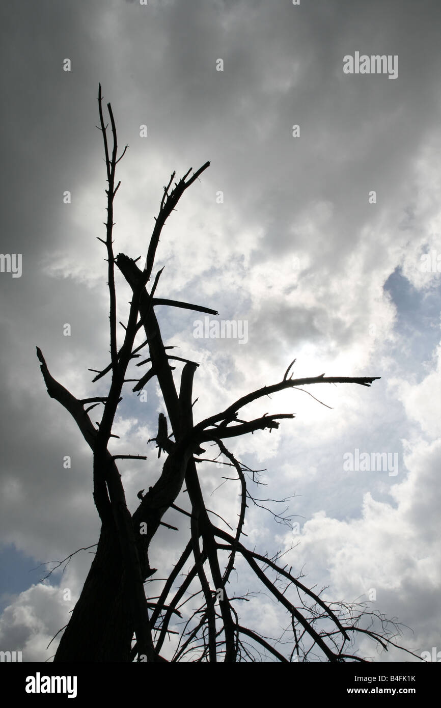 tree tops damaged in storm in woods in country Stock Photo - Alamy