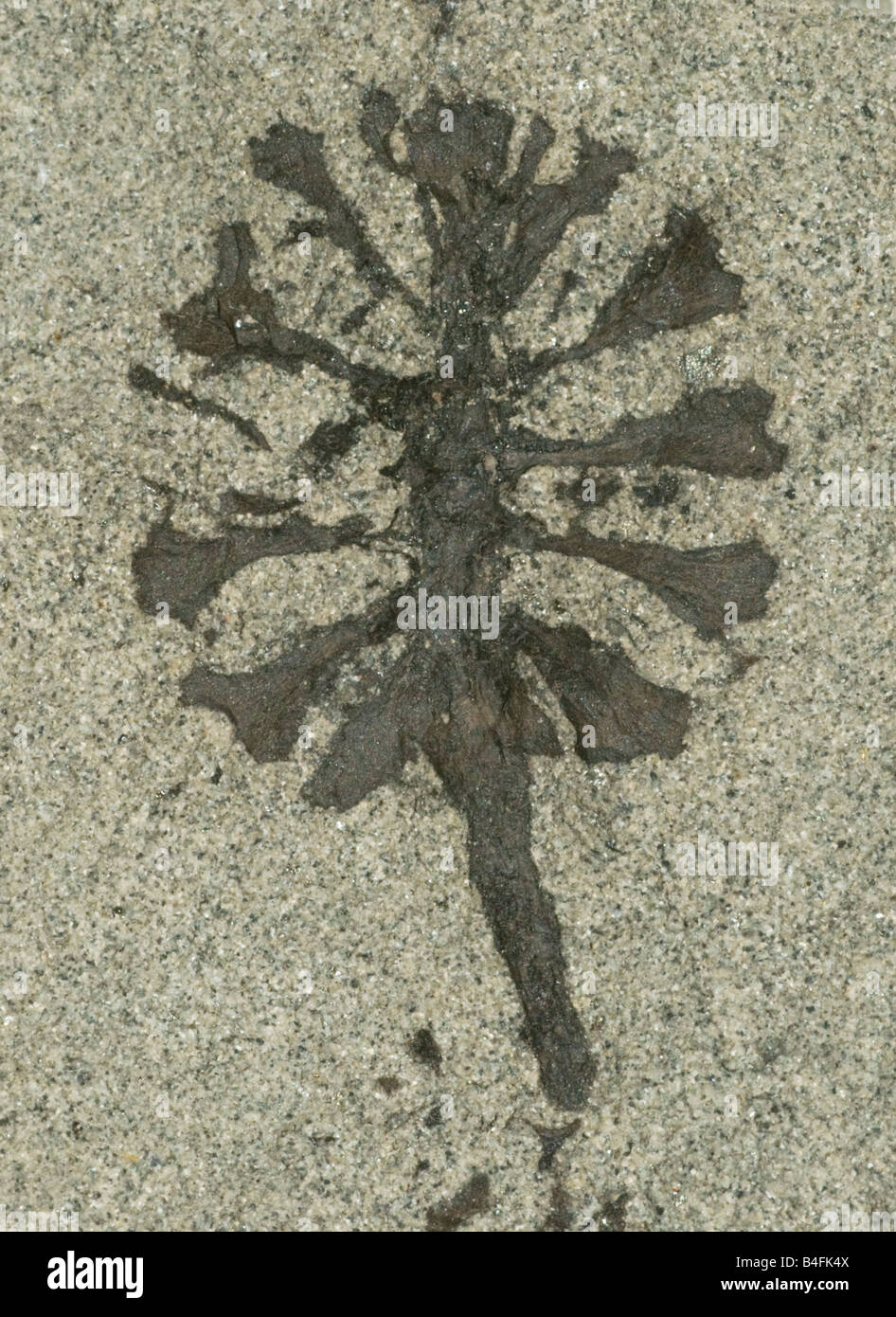 Conifer Cone fossil, Cretaceous, Drumheller area, Alberta CANADA Stock ...