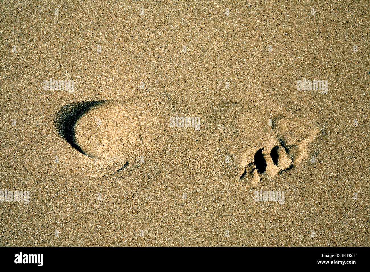 Human footprint on sand Stock Photo - Alamy