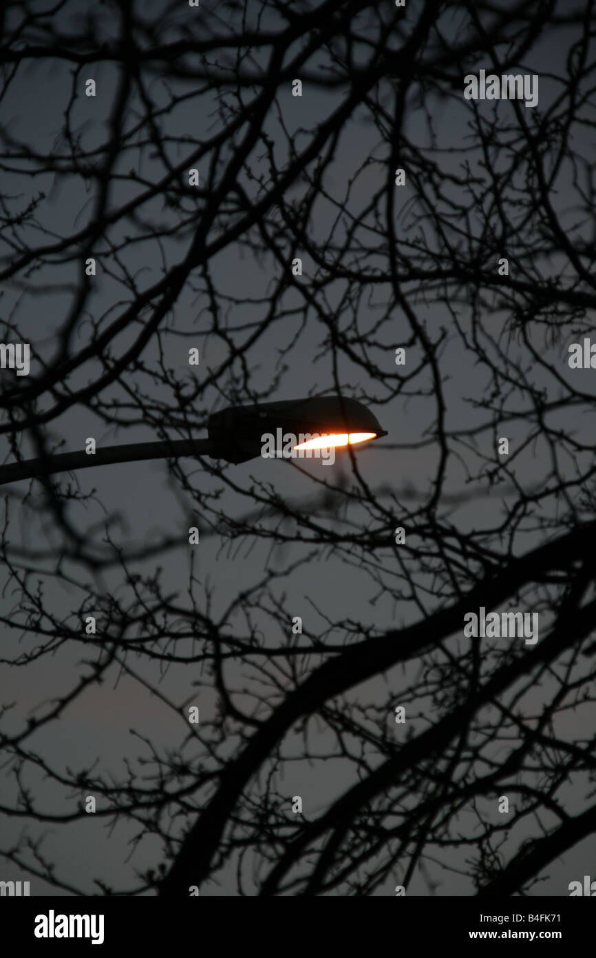 one street lamp post pole at night in dark forest Stock Photo - Alamy