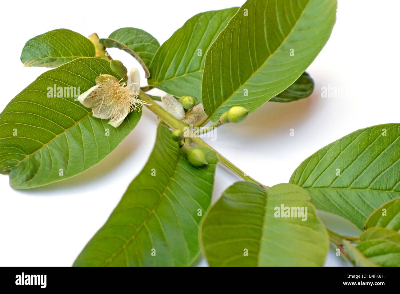 Guava branch with leaves and blossom on white background Stock Photo ...
