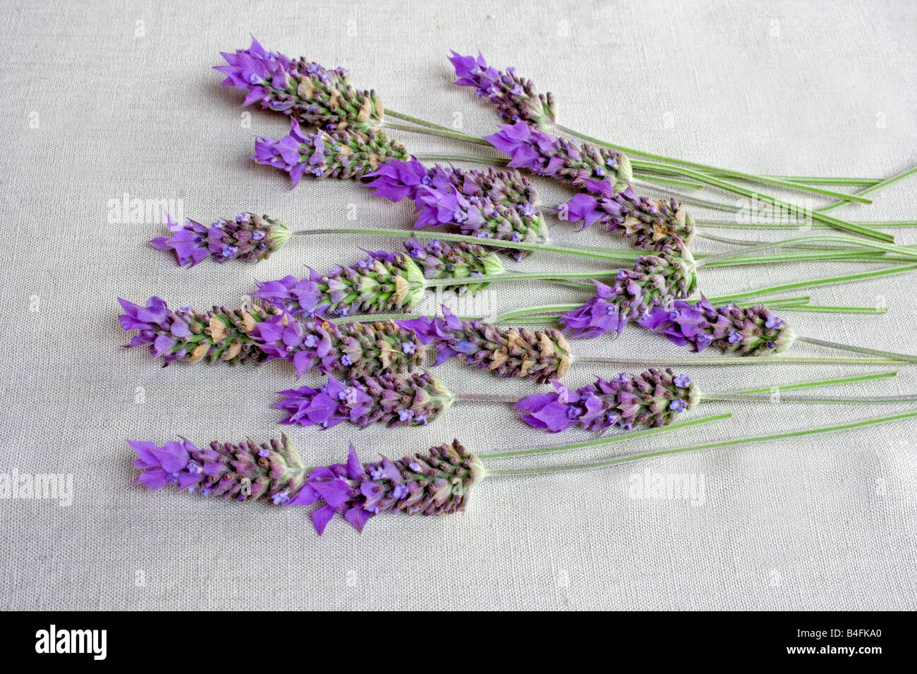 Lavender sprigs on white background Stock Photo - Alamy