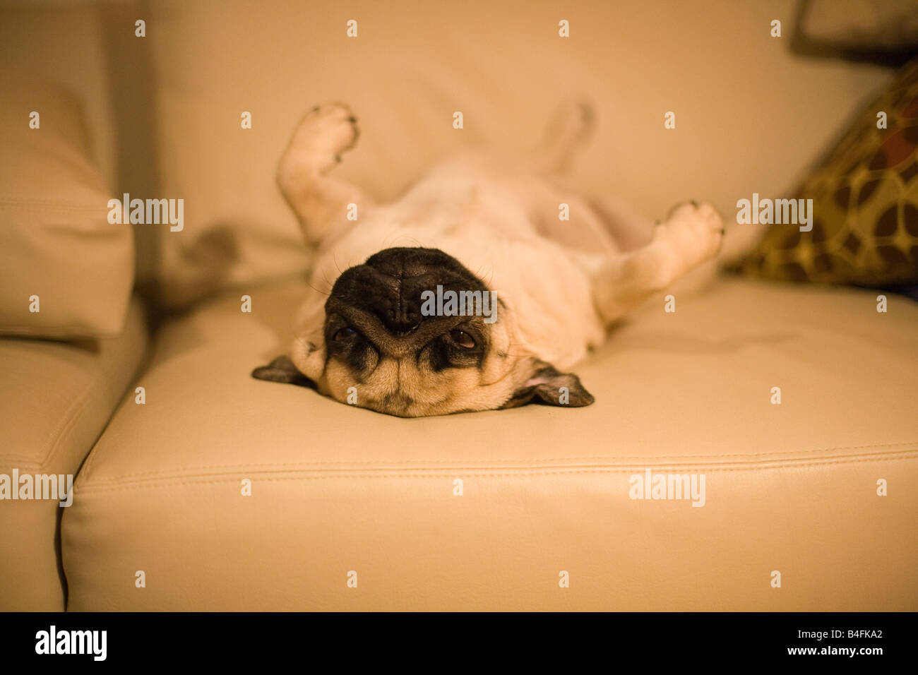 Pug dog resting on back Stock Photo - Alamy