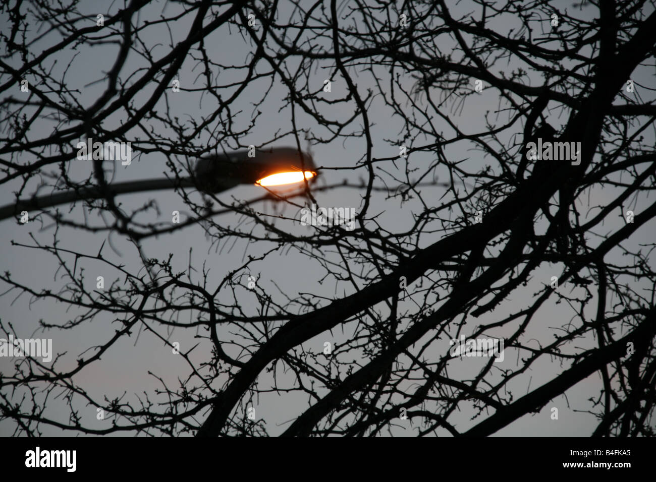 one street lamp post pole at night in dark forest Stock Photo - Alamy