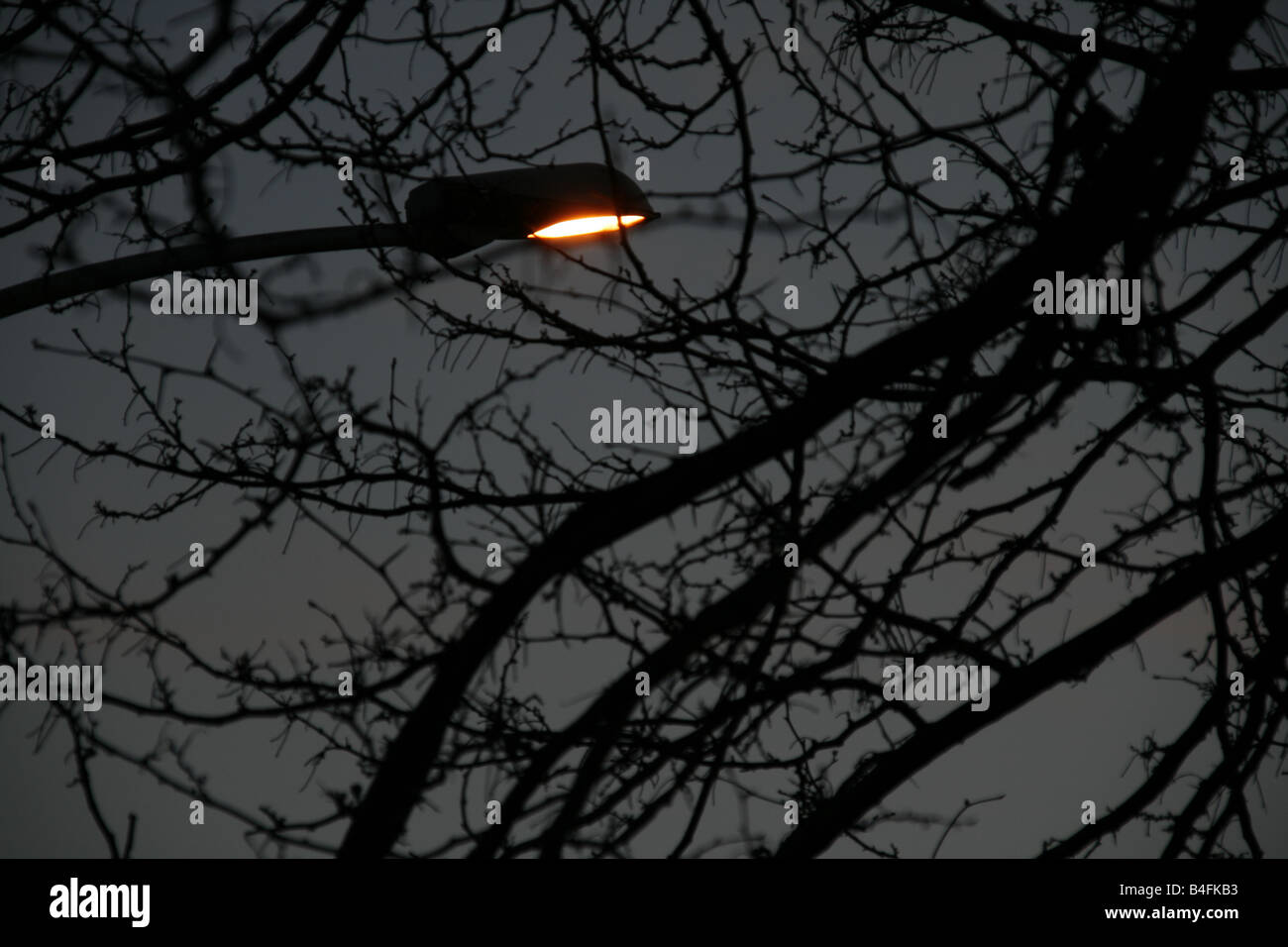 one street lamp post pole at night in dark forest Stock Photo - Alamy