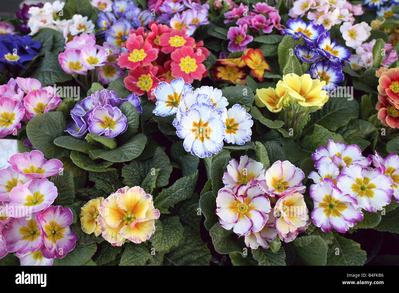 Primroses in different colours Stock Photo - Alamy