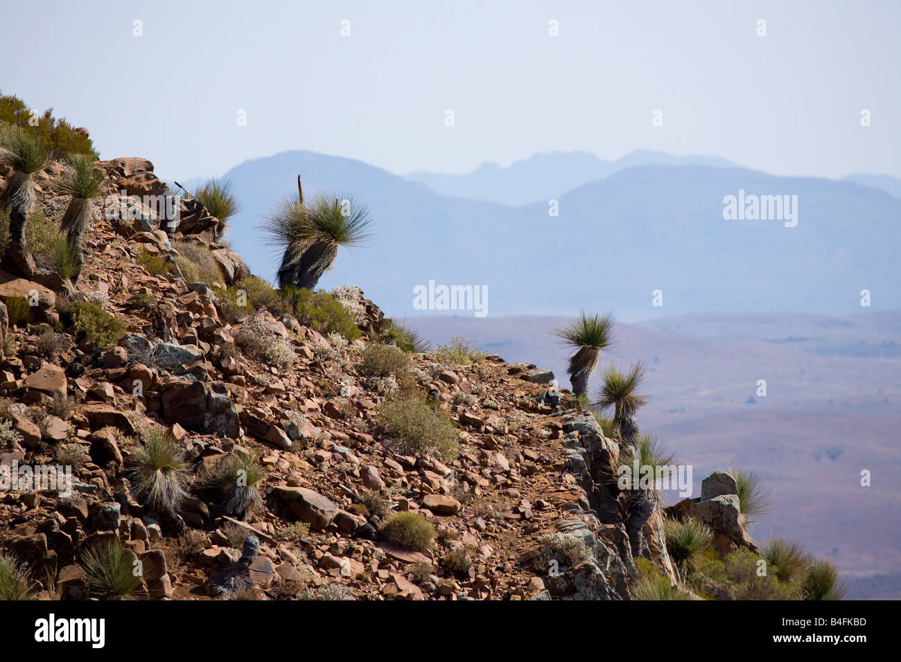 Yakka hi-res stock photography and images - Alamy