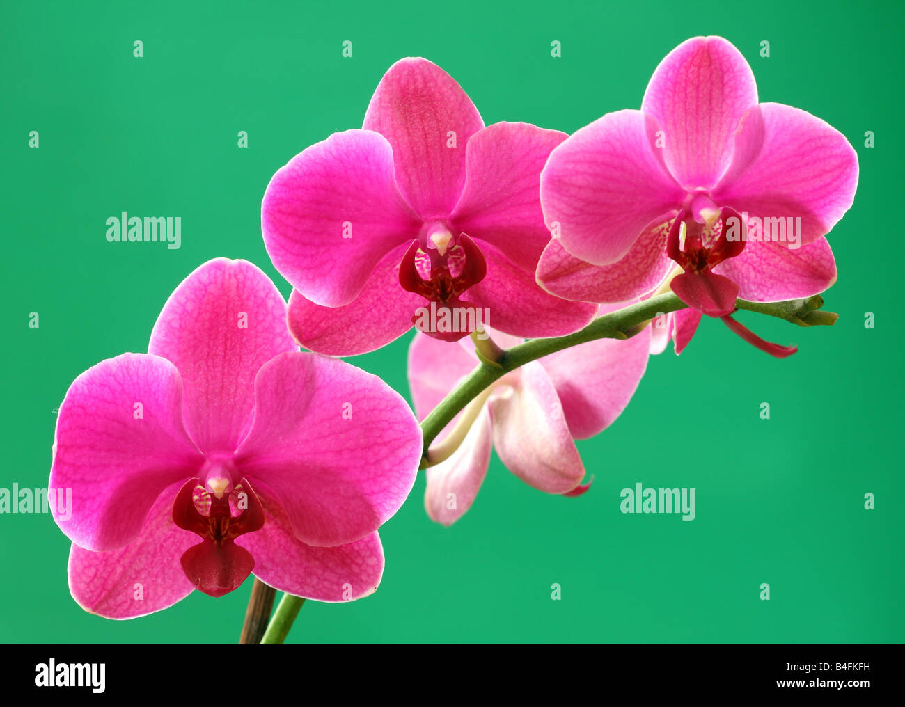 Orchid flowers hi-res stock photography and images - Alamy