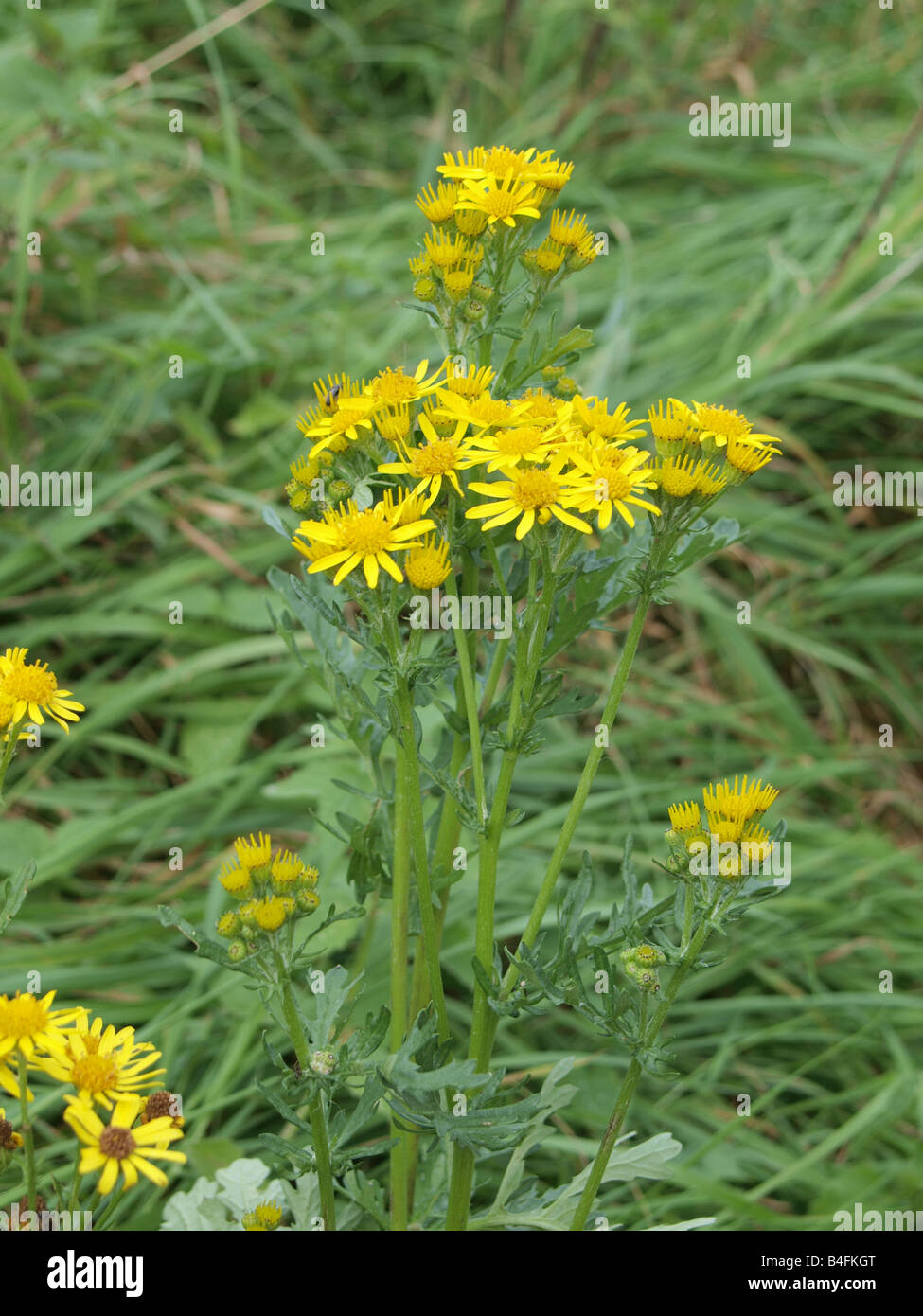 Hypericum perforatum seed hi-res stock photography and images - Alamy