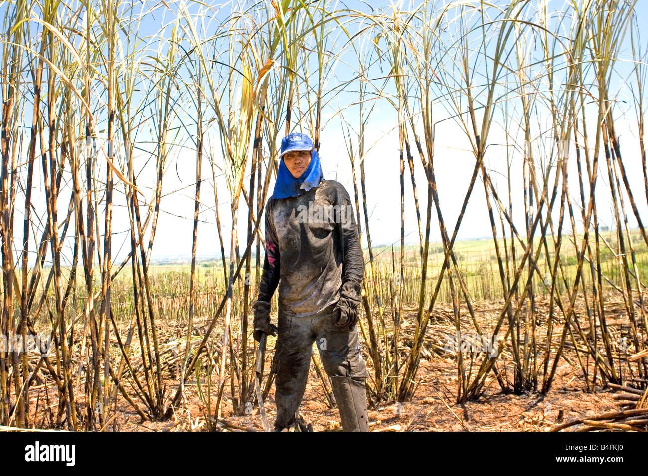Sugarcane farm hi-res stock photography and images - Alamy