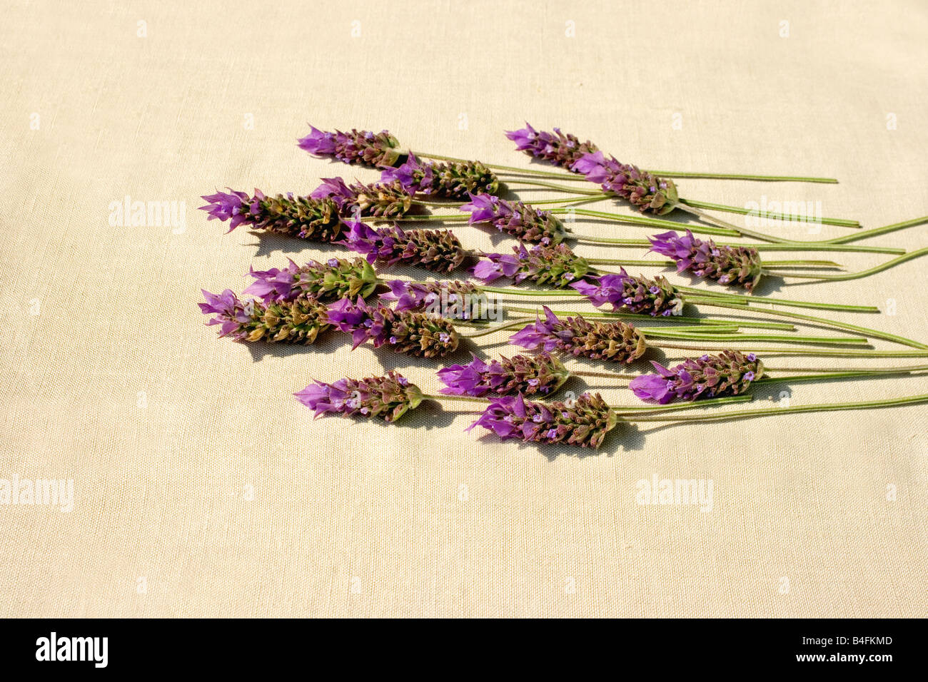 Lavender sprigs on white background Stock Photo - Alamy