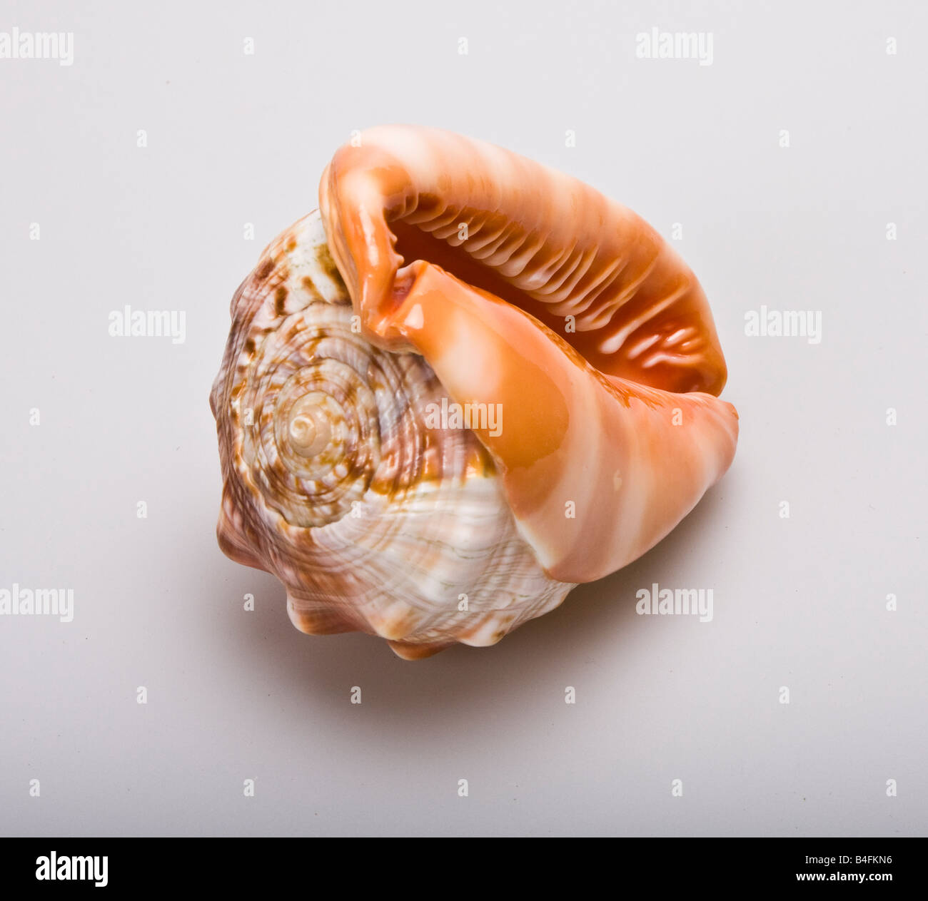 seashell isolated on white Stock Photo - Alamy