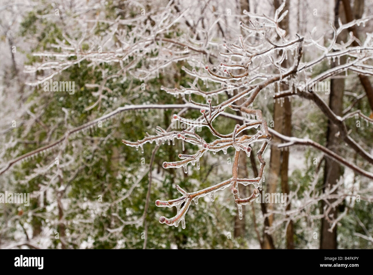 tree limb covered in ice after a winter storm Stock Photo - Alamy