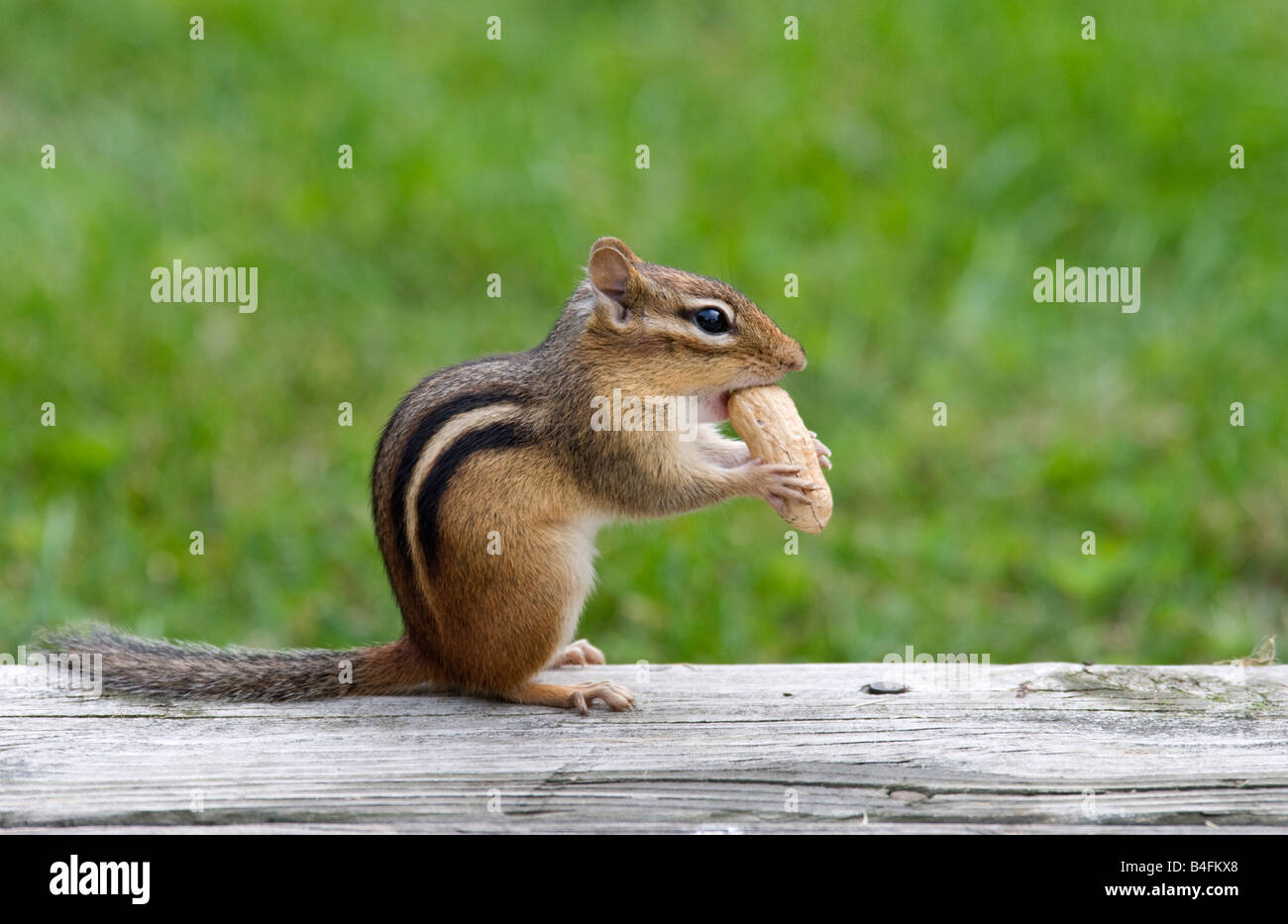 Eastern Chipmunk eating a peanut Stock Photo - Alamy
